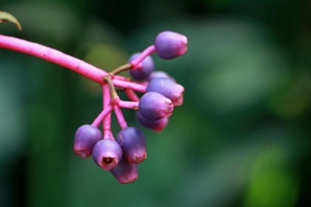 7 Manfaat Buah Parijoto untuk Kesehatan - Hello Sehat