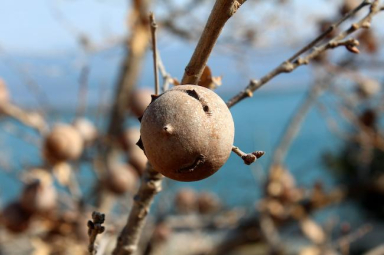 6 Manfaat Manjakani untuk Kesehatan Tubuh - Hello Sehat
