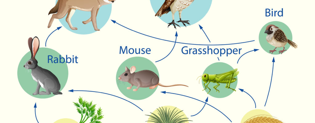 Jaring-Jaring Makanan: Pengertian, Jenis, dan Contohnya