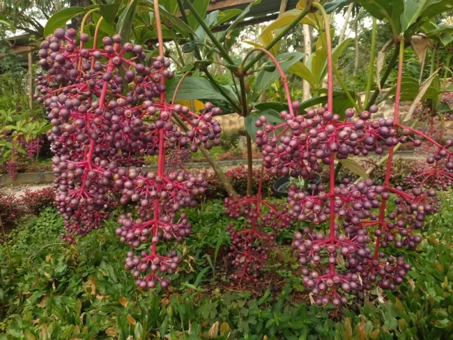 7 Manfaat Buah Parijoto untuk Kesehatan - Hello Sehat