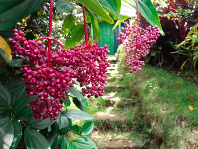 7 Manfaat Buah Parijoto untuk Kesehatan - Hello Sehat
