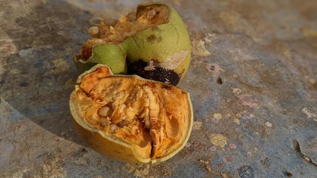 Buah Maja, Kenali 5 Manfaat dan Efek Sampingnya