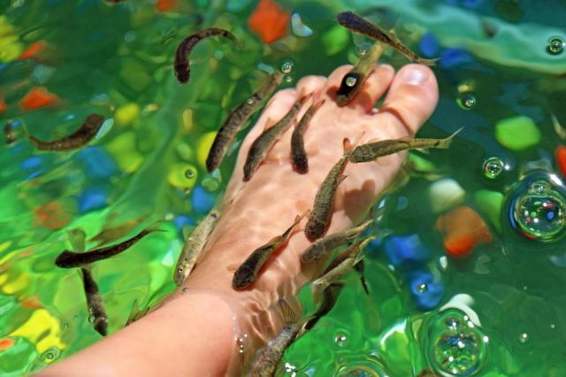 5 Manfaat Terapi Ikan dan Risiko yang Perlu Diperhatikan