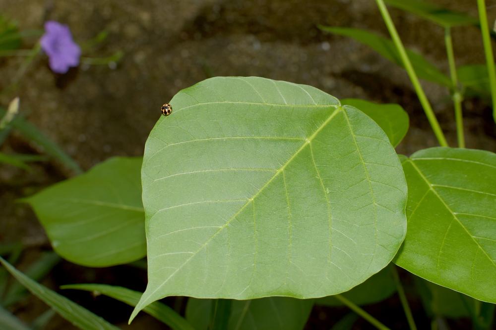 Daun Dadap Serep: Kandungan, Manfaat, Efek Samping, dll.