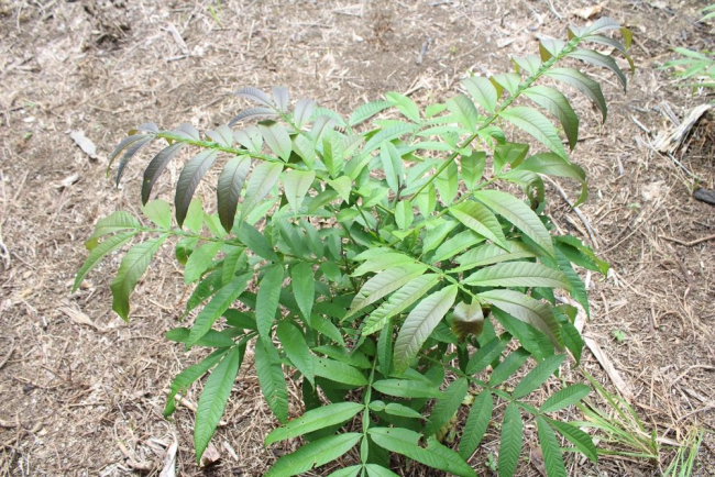 Daun Sungkai, Ini 7 Khasiatnya untuk Pengobatan