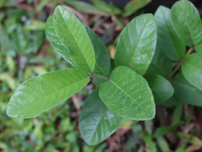 6 Jenis Daun Penghilang Flek Hitam di Wajah - Hello Sehat