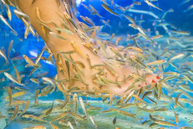 5 Manfaat Terapi Ikan dan Risiko yang Perlu Diperhatikan