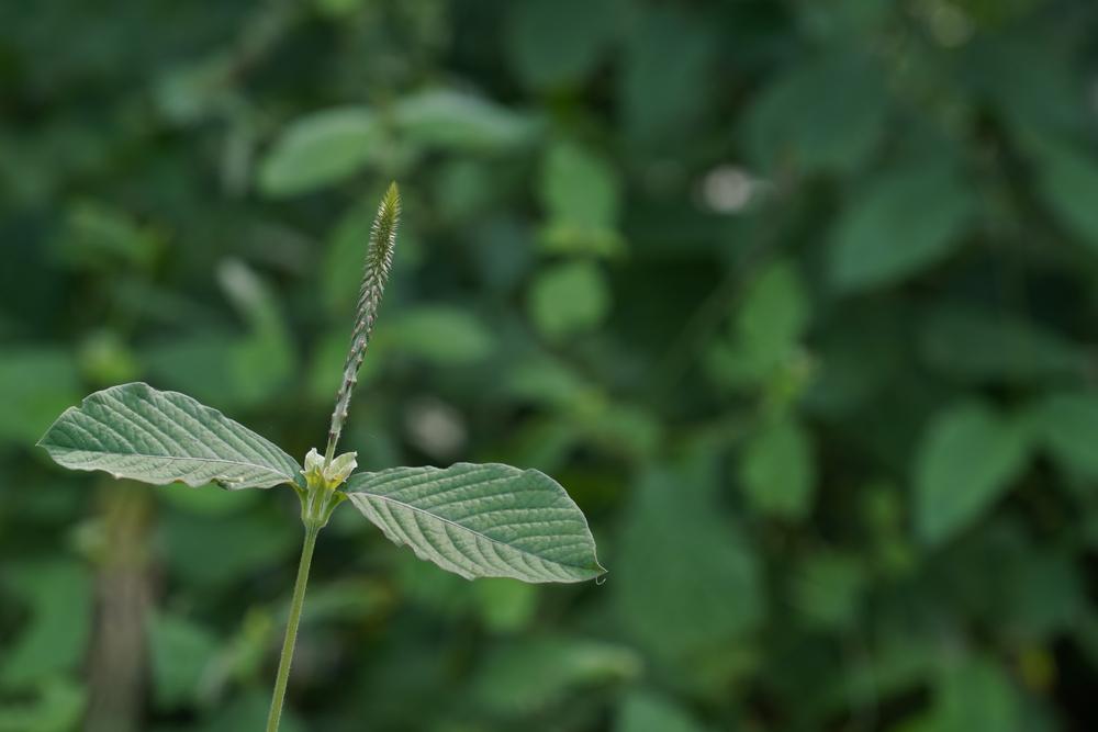 Daun Pecut Kuda: Kandungan, Manfaat, dan Efek Samping