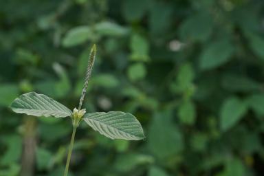 Daun Pecut Kuda: Kandungan, Manfaat, dan Efek Samping