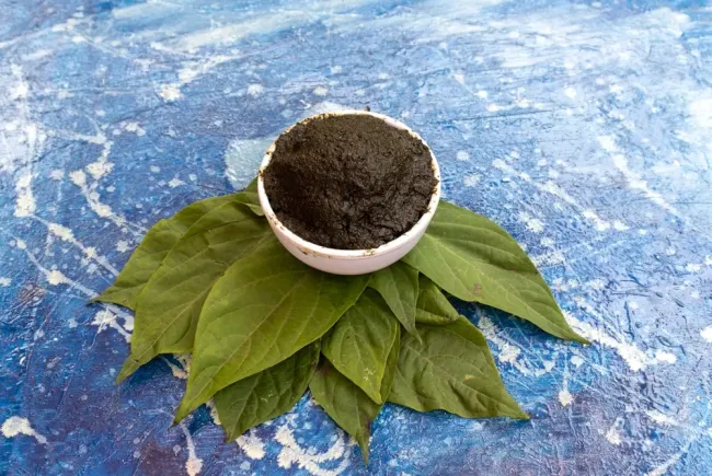 8 Manfaat Daun Kentut untuk Jaga Kesehatan - Hello Sehat