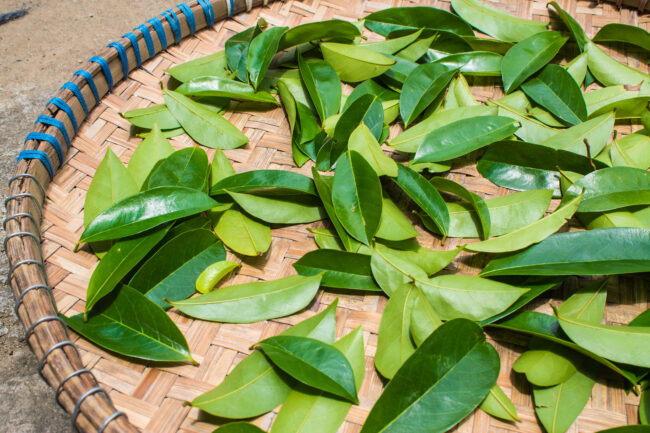 5 Efek Samping Daun Sirsak yang Perlu Diwaspadai