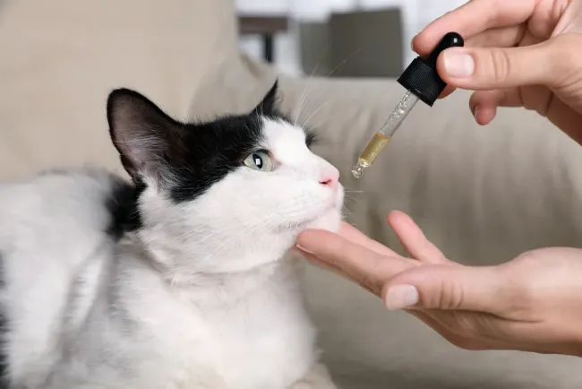 10 Rekomendasi Merek Vitamin Kucing yang Bagus - Hello Sehat
