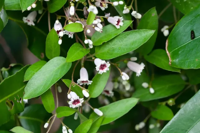 8 Manfaat Daun Kentut untuk Jaga Kesehatan - Hello Sehat