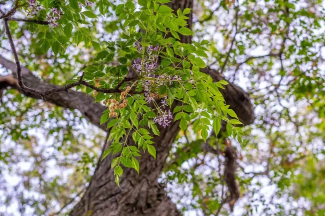 Daun Mindi: Manfaat, Cara Pakai, Efek Samping, dll. - Hello Sehat