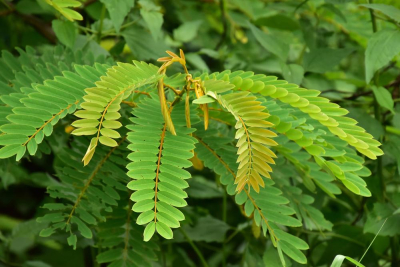 5 Manfaat Daun Johar yang Baik untuk Kesehatan - Hello Sehat