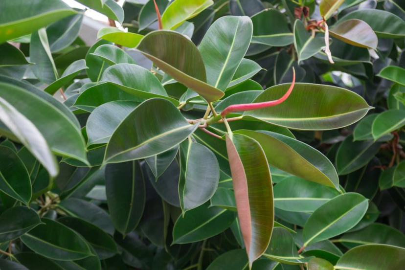 Daun Karet Kebo: Manfaat, Cara Pakai, Efek Samping, dll.