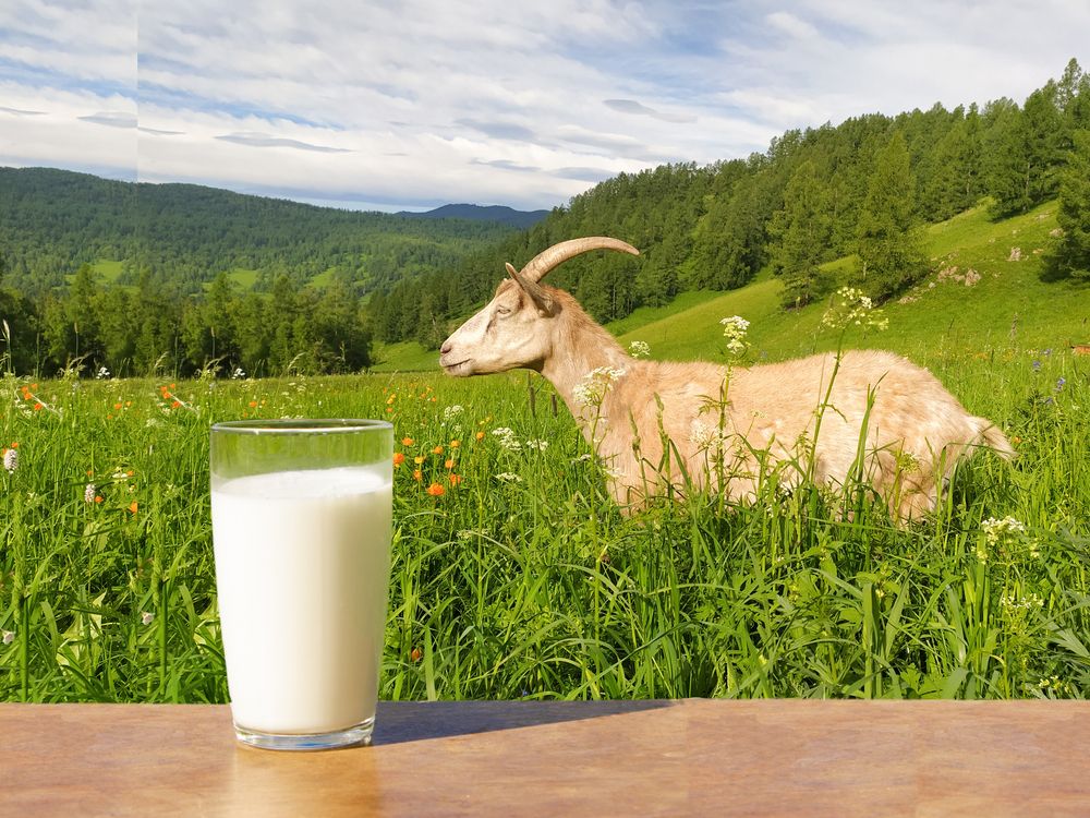 10 Rekomendasi Merk Susu Kambing untuk Nutrisi Keluarga - Hello Sehat