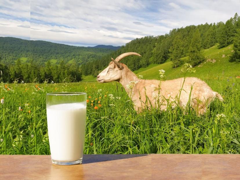 10 Rekomendasi Merk Susu Kambing untuk Nutrisi Keluarga - Hello Sehat