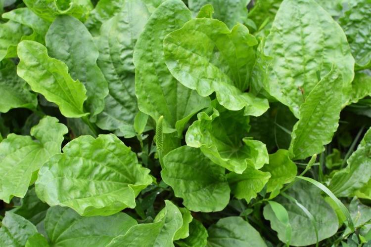 8 Manfaat Daun Sendok Beserta Cara Pakainya - Hello Sehat