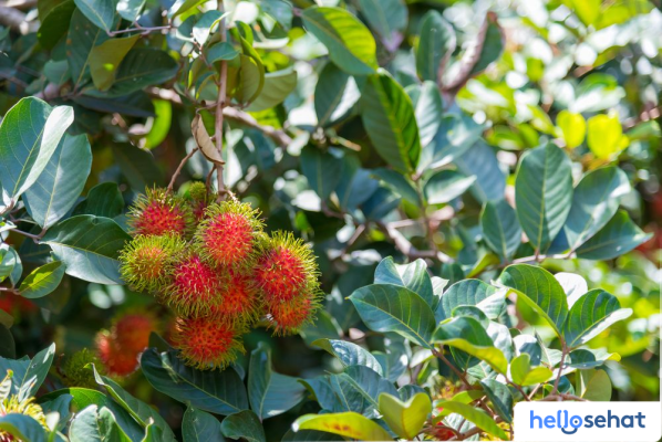 7 Manfaat Daun Rambutan dan Cara Menggunakannya
