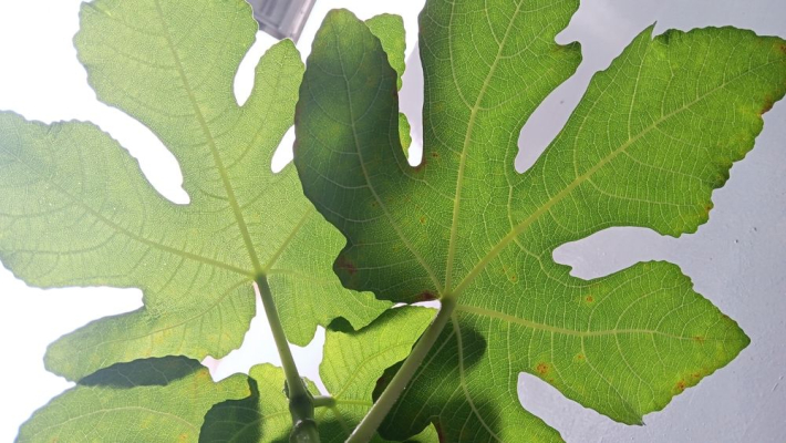 8 Manfaat Daun Tin dan Cara Menggunakannya - Hello Sehat