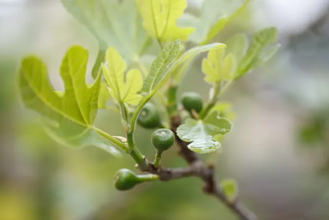 8 Manfaat Daun Tin dan Cara Menggunakannya - Hello Sehat