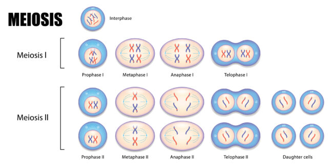 Pembelahan Sel Amitosis, Mitosis, dan Meiosis: Proses dan Jenis