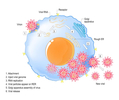 Tahapan Replikasi Virus dalam Sel Tubuh - Hello Sehat