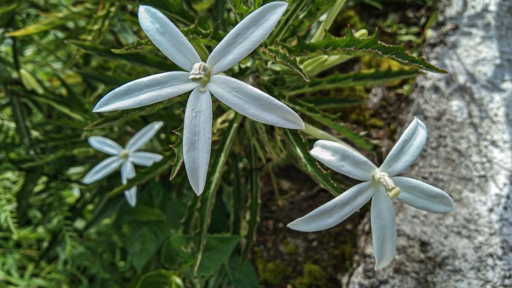 5 Manfaat Daun Korejat dan Cara Pengolahannya - Hello Sehat