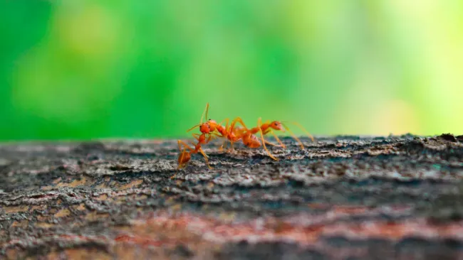 7 Manfaat Sarang Semut untuk Kesehatan Tubuh - Hello Sehat
