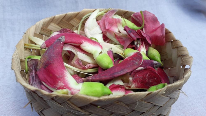 7 Manfaat Kembang Turi untuk Kesehatan yang Jarang Diketahui