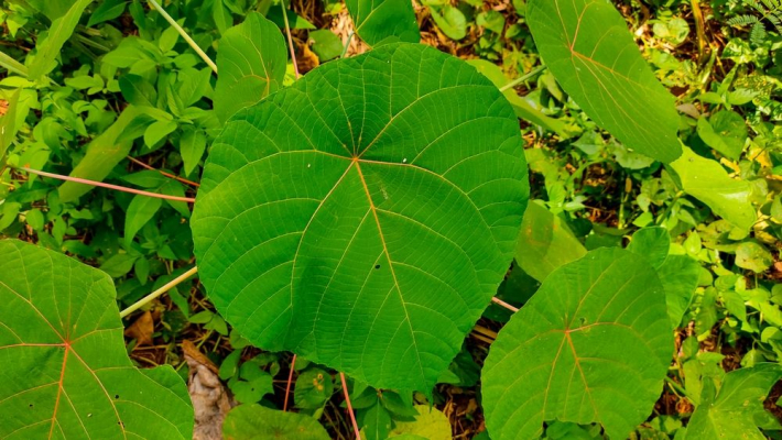 7 Manfaat Daun Waru yang Tidak Banyak Diketahui - Hello Sehat
