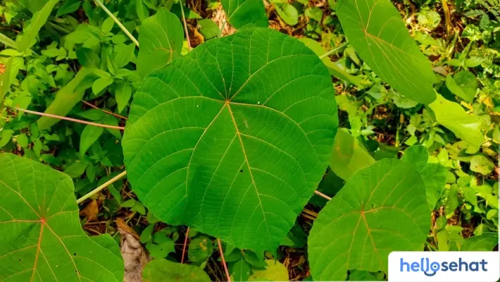 7 Manfaat Daun Waru yang Tidak Banyak Diketahui - Hello Sehat