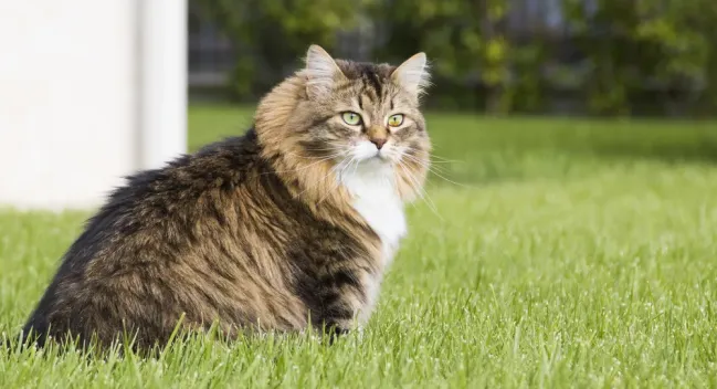 Kucing Siberia, Begini Ciri, Jenis, dan Cara Perawatannya