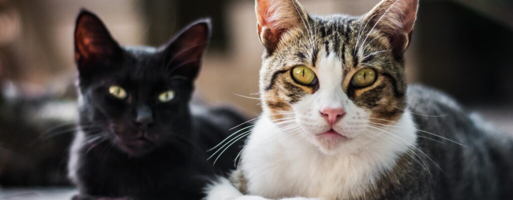 10 Jenis Kucing Peliharaan yang Populer dan Cirinya