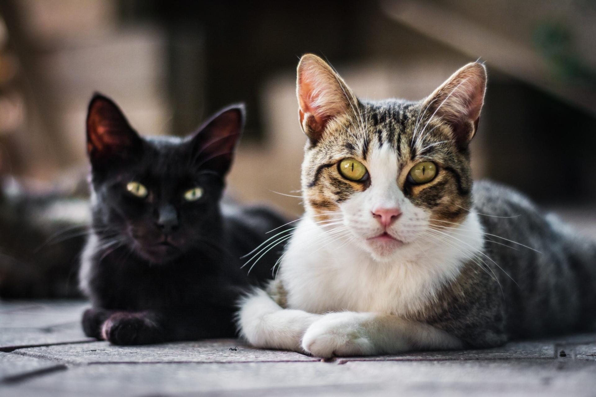 10 Jenis Kucing Peliharaan yang Populer dan Cirinya
