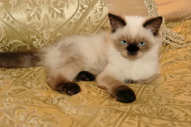 10 Jenis Kucing Peliharaan yang Populer dan Cirinya