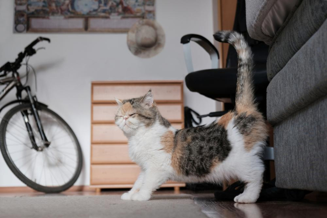 6 Penyebab Kucing Melakukan Spraying dan Cara Mengatasinya