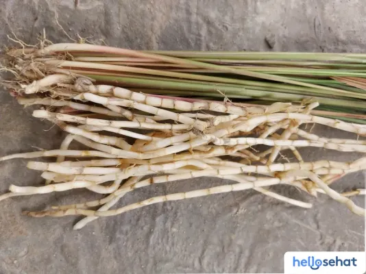 7 Manfaat Akar Alang-Alang, Salah Satunya Jaga Imun Tubuh