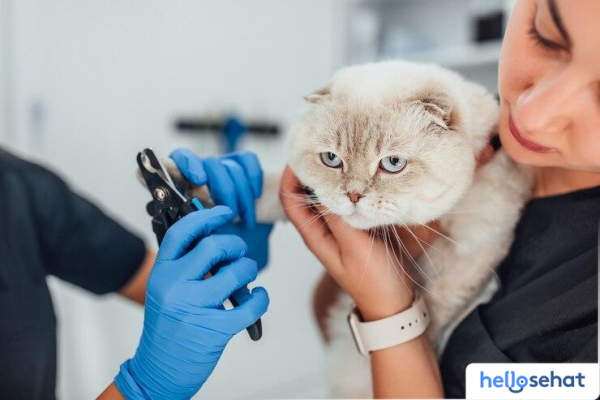 8 Cara Memotong Kuku Kucing yang Benar dan Aman