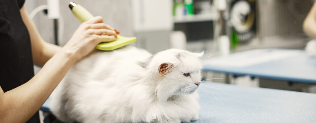 Grooming Kucing, Ini Manfaat dan Jenis-jenisnya - Hello Sehat