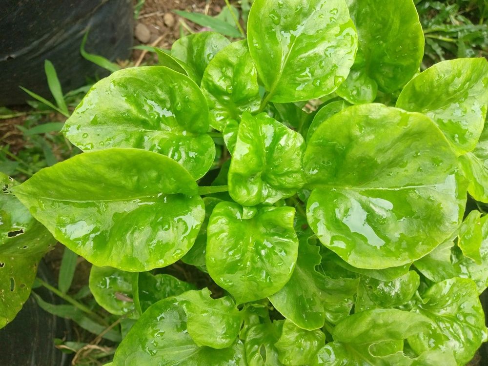 11 Manfaat Bayam Brazil, Sayuran Hijau Kaya Zat Gizi - Hello Sehat