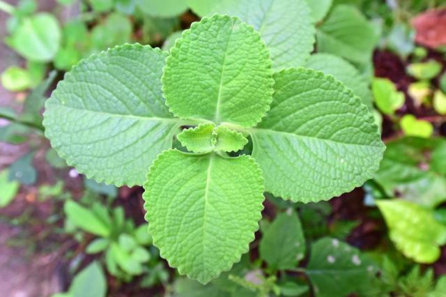 Daun Bangun-Bangun, Ini 7 Manfaat dan Efek Sampingnya