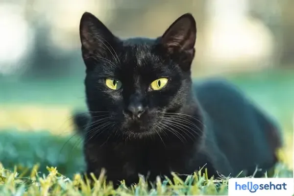 8 Fakta Menarik tentang Kucing Hitam yang Jarang Diketahui