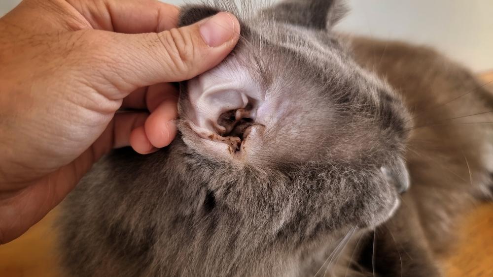 Tungau Telinga Kucing: Gejala, Penyebab, dan Cara Mengobati