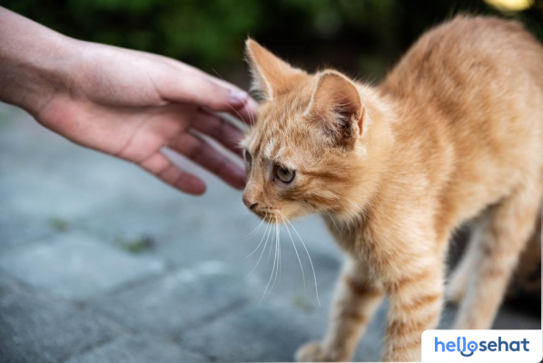 8 Ciri-Ciri Kucing Stres serta Cara Tepat Mengatasinya