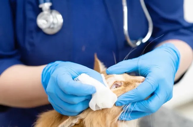 7 Penyebab Mata Kucing Berselaput dan Cara Mengatasinya