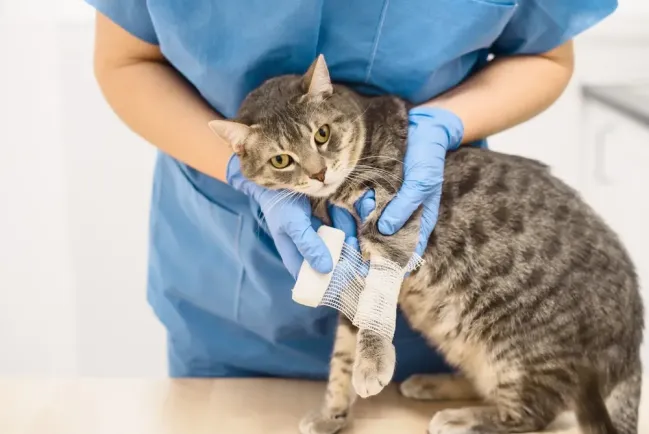 7 Cara Tepat Mengobati Kaki Kucing Pincang agar Cepat Pulih