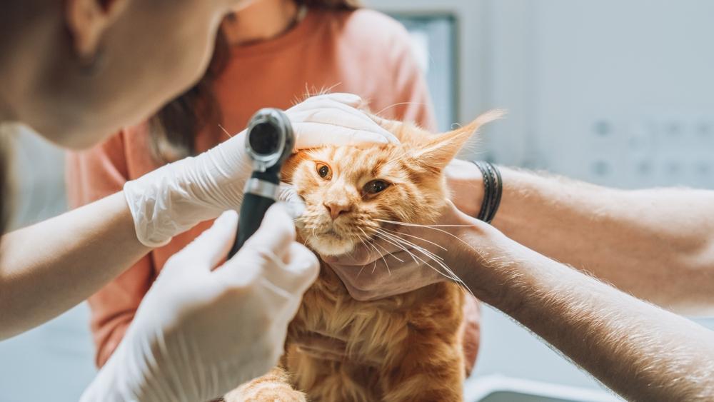 7 Penyebab Mata Kucing Berselaput dan Cara Mengatasinya