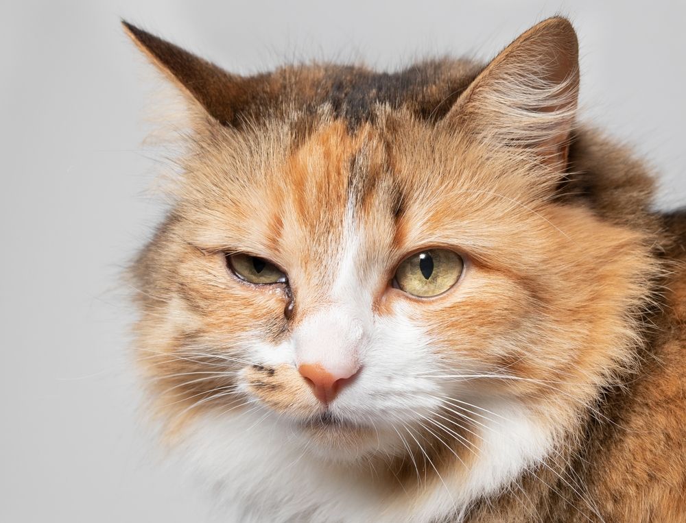 Mata Kucing Berair, Ini 9 Penyebab dan Cara Mengatasinya
